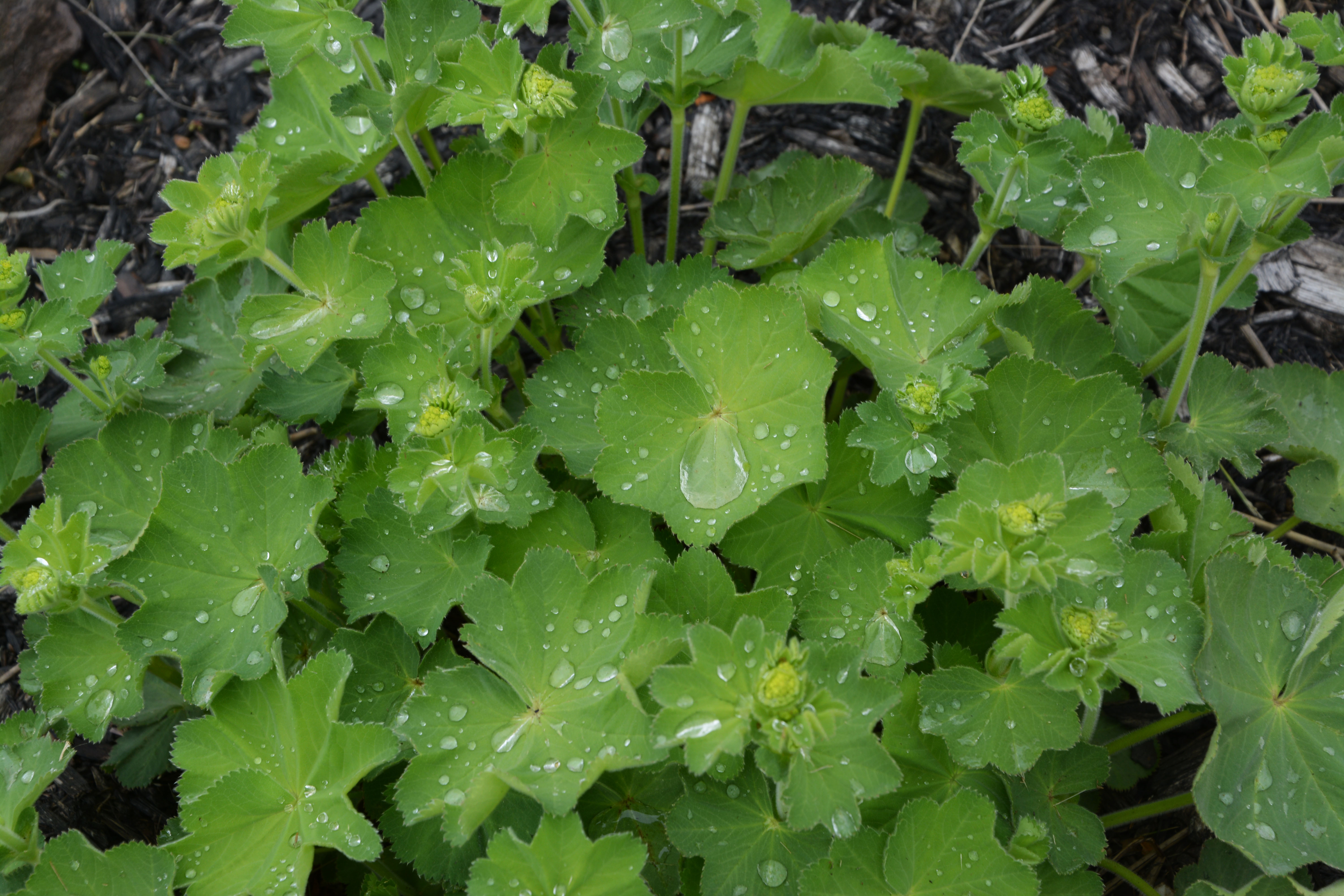 lady's mantle - The Obsessive Neurotic Gardener