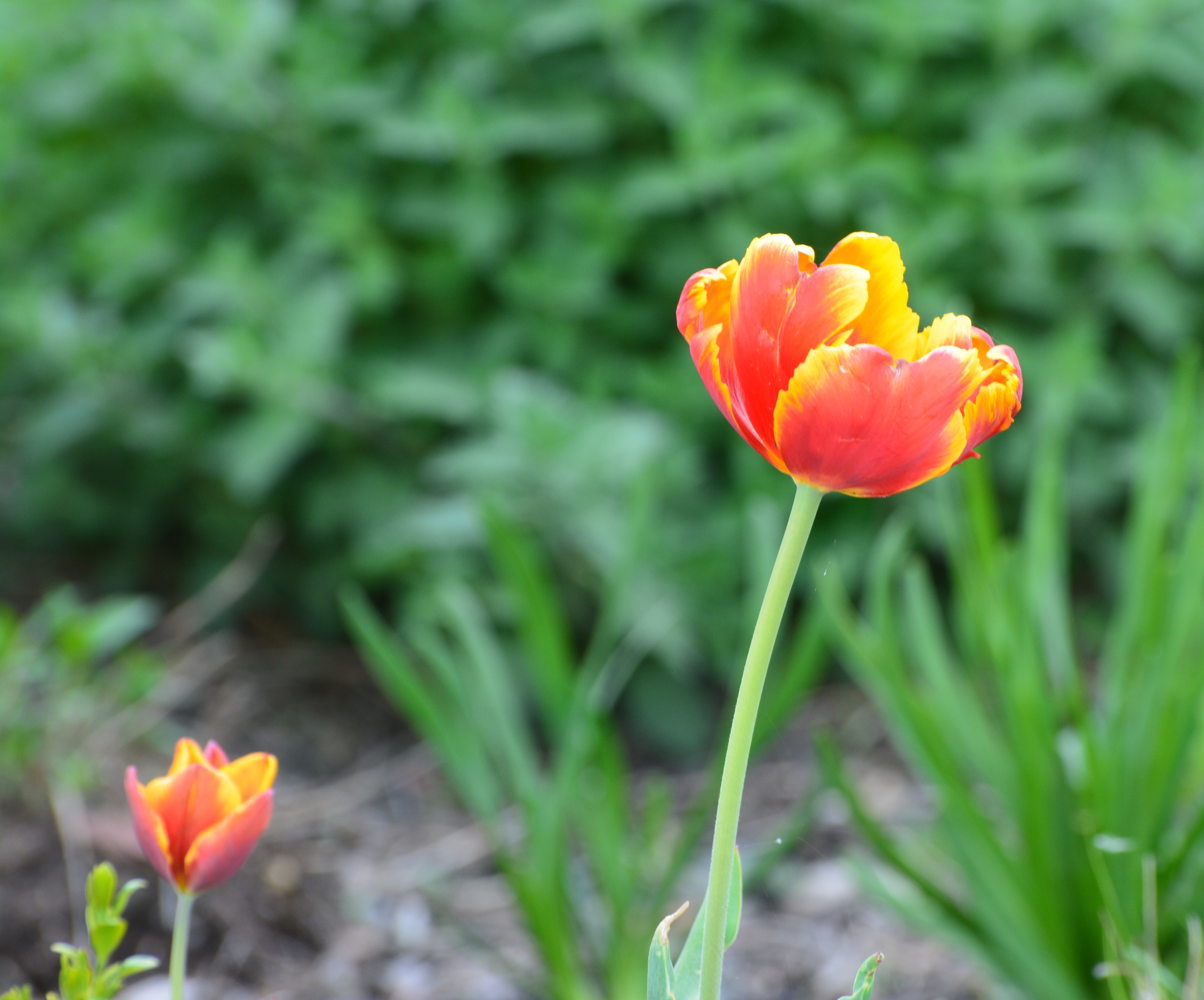 parrot tulip - The Obsessive Neurotic Gardener